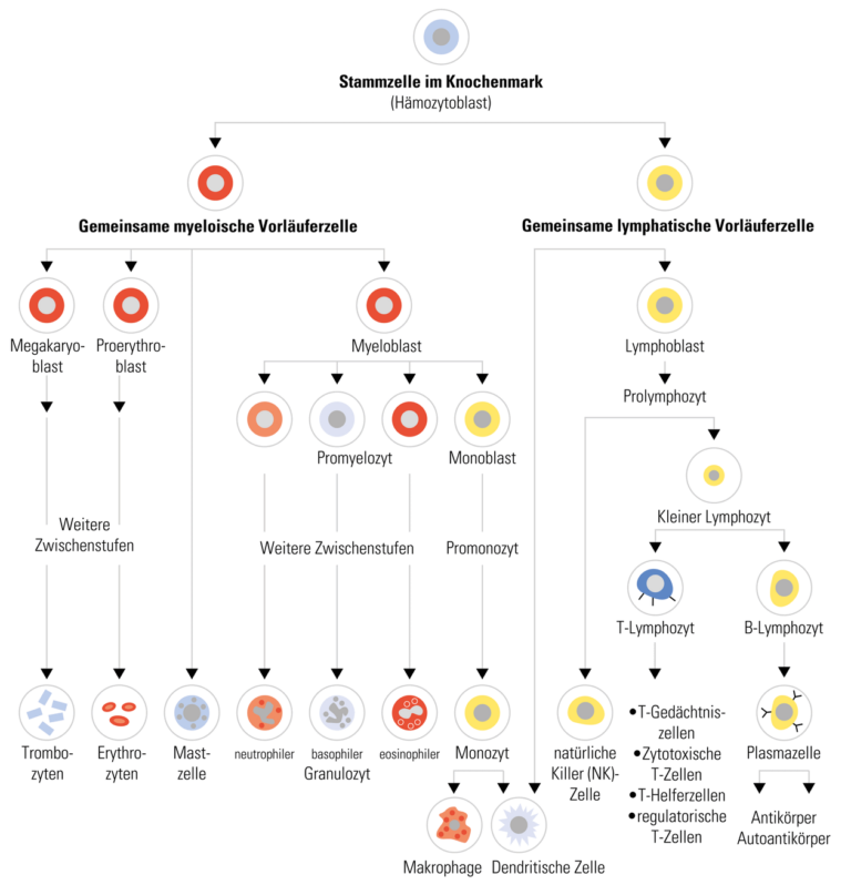Blutbildung – Hämatopoese - mpn-netzwerk e. V.
